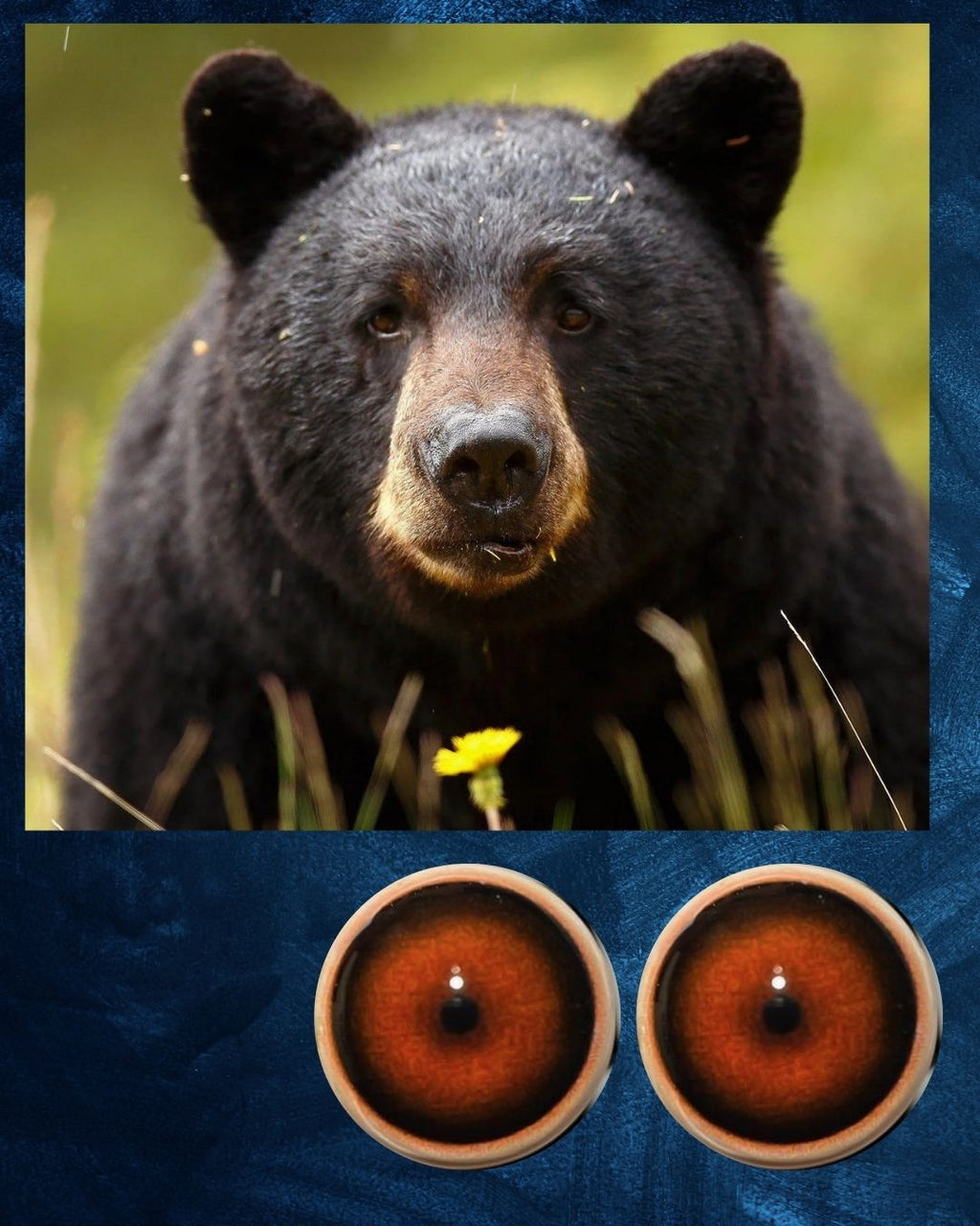 Bear Eye - Round Pupil with reddish brown Iris (BBOB)