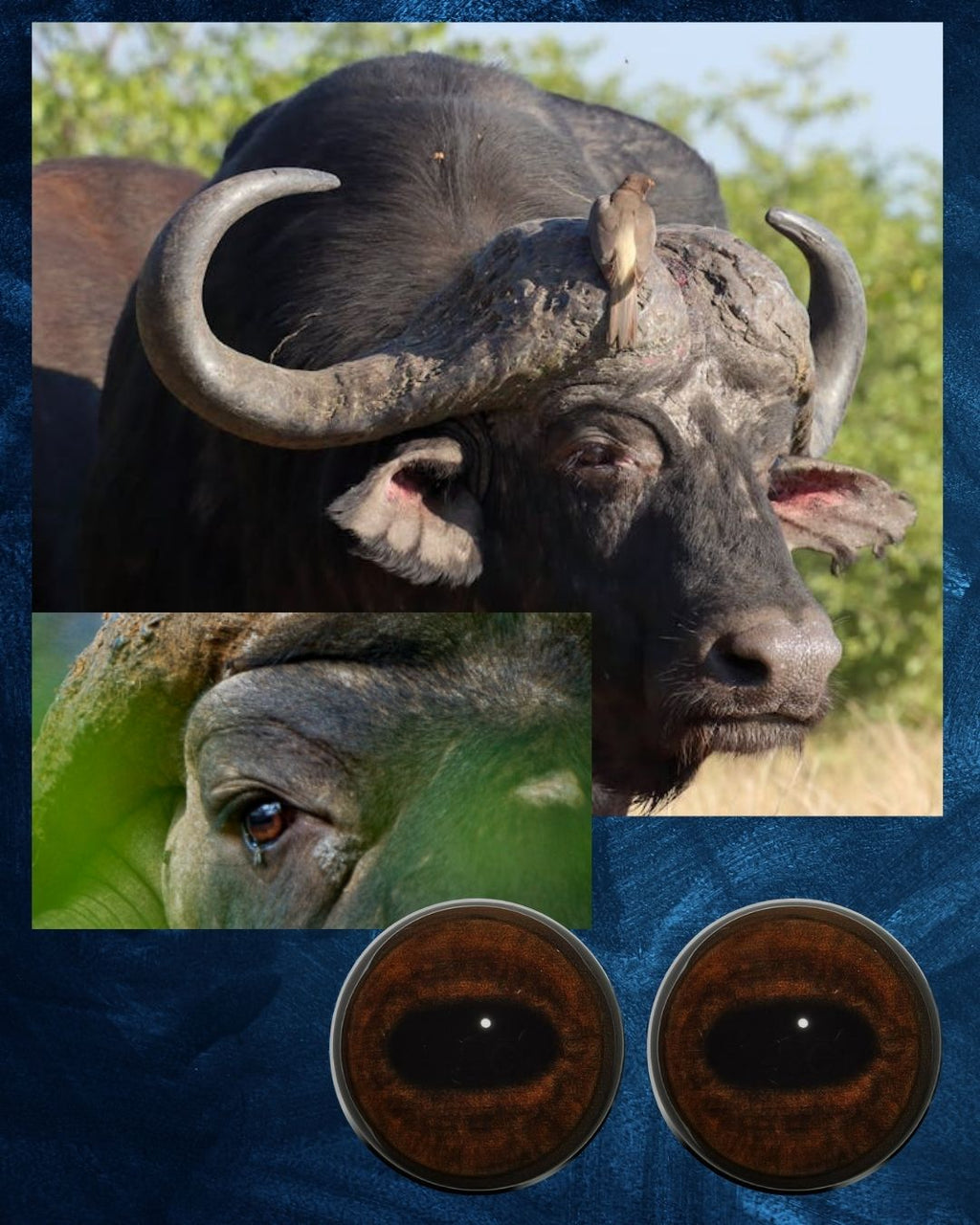Buffalo Eye - Oval Pupil with Brown Iris and black lines (UMB)