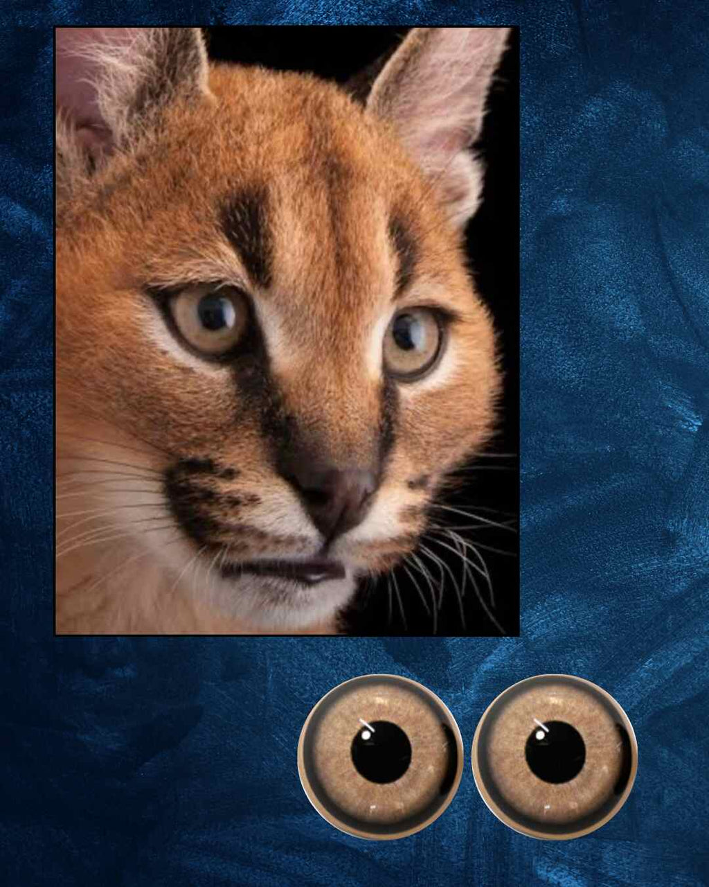 Caracal Eye - Round Pupil with Light Brown Iris and black outer ring