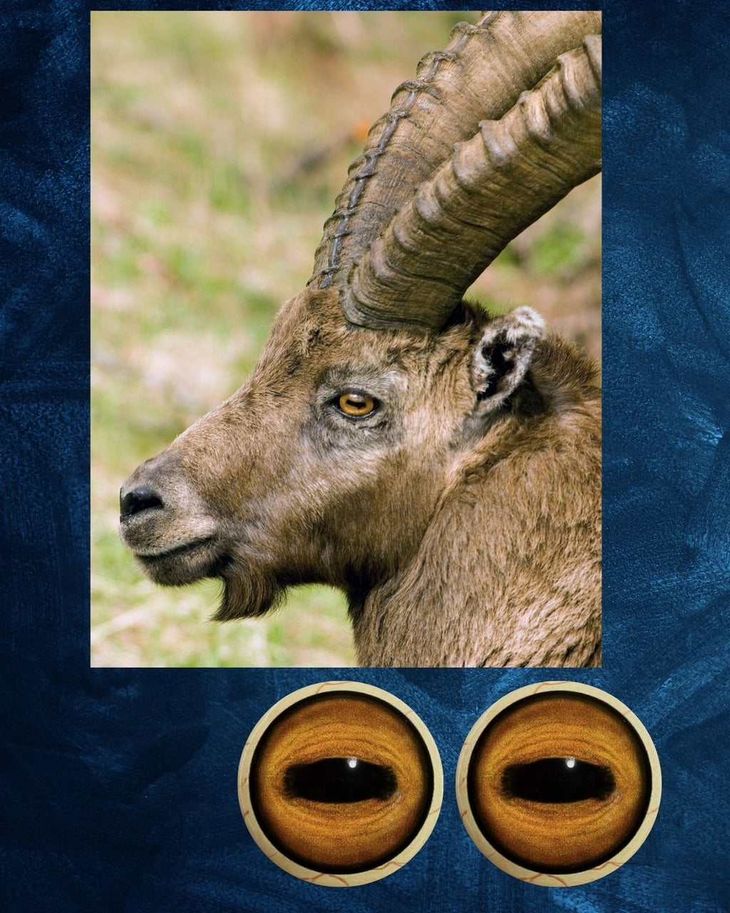 Ibex Eye - Oval Pupil with light yellow brown Iris (IBXL)