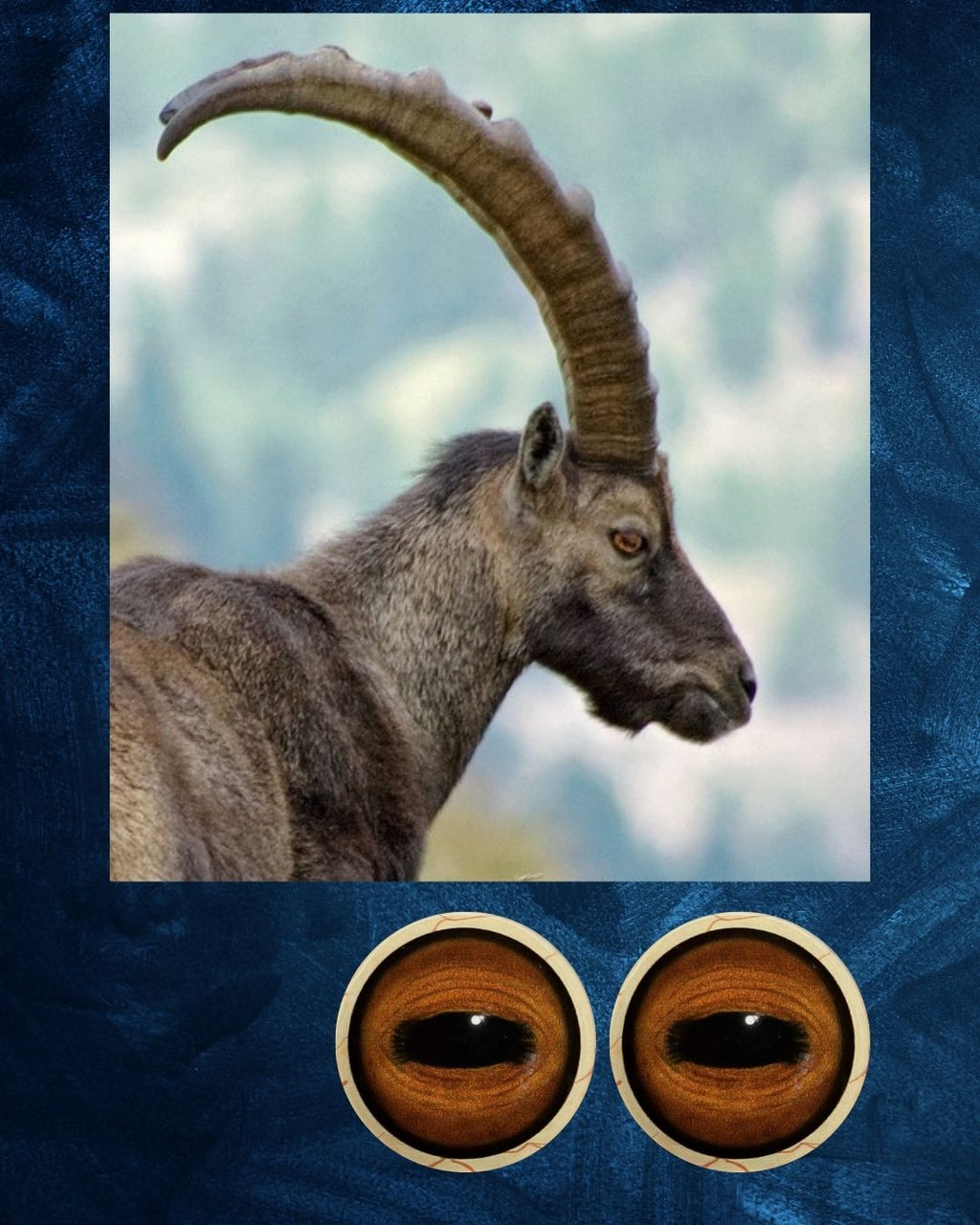 Ibex Eye - Oval Pupil with reddish brown Iris (IBXD)