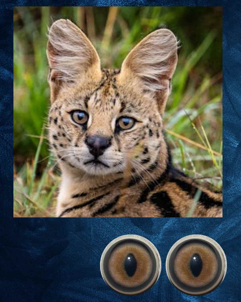 Serval Eye - Slit pupil with light brown iris and black outer ring (TB