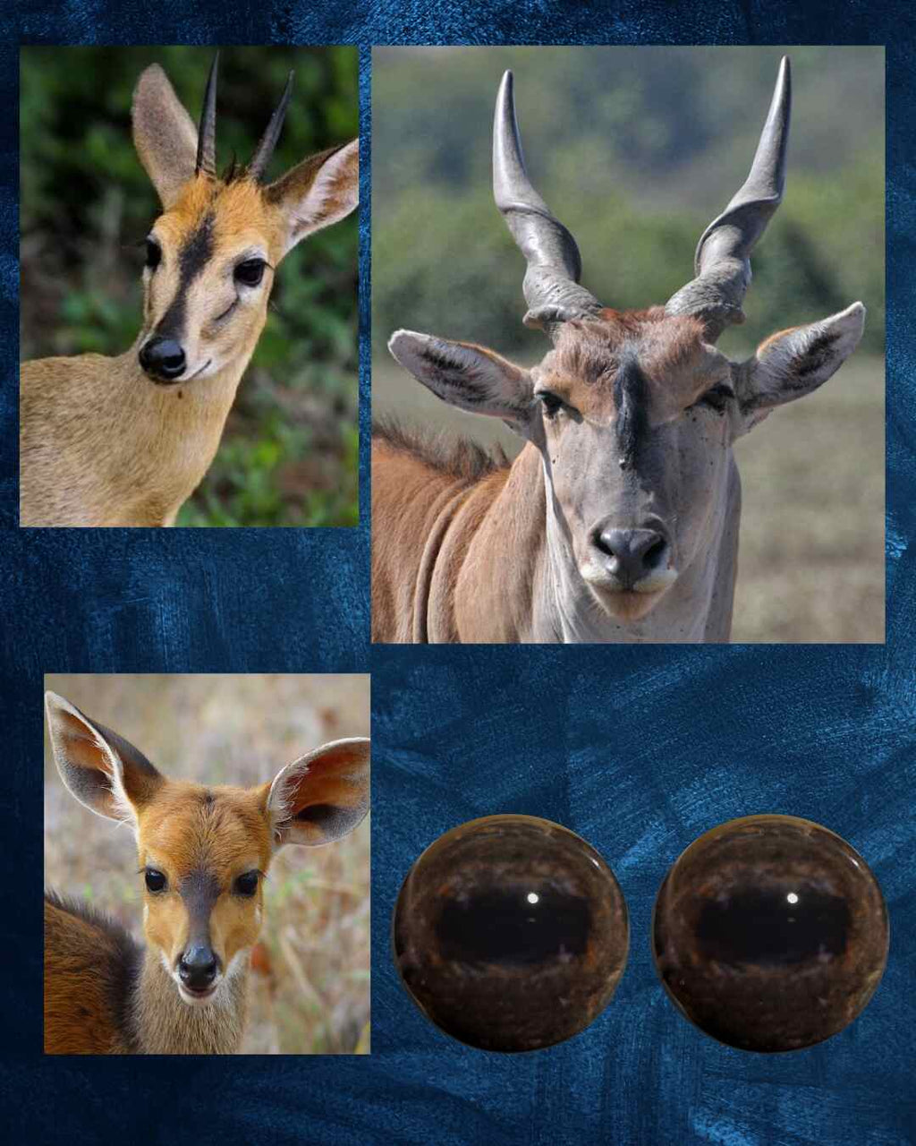 Antelope Eye - Oval pupil with Chocolate brown Iris and mottled light