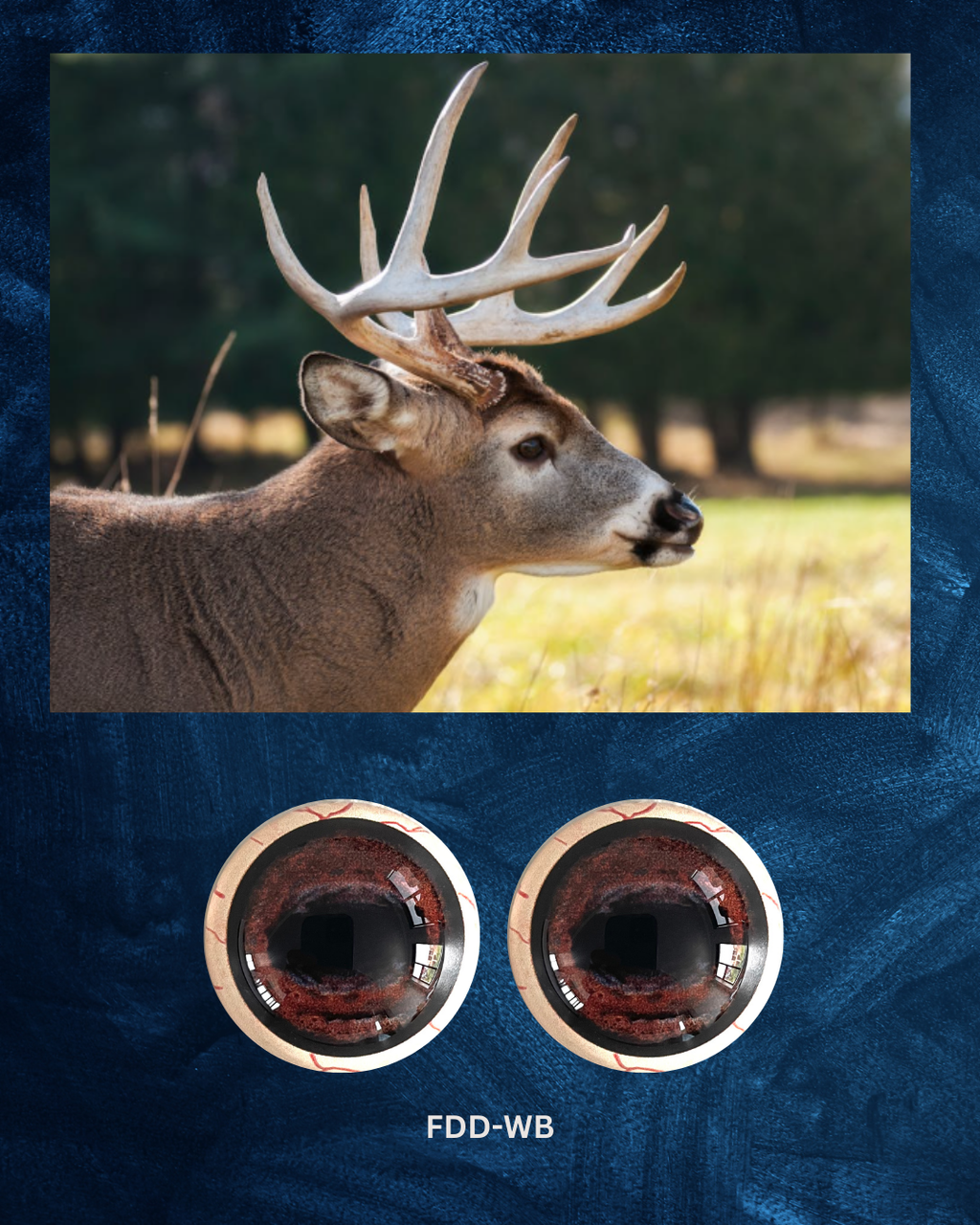 Deer Eye - Oval Pupil with medium red brown Iris (FDD)