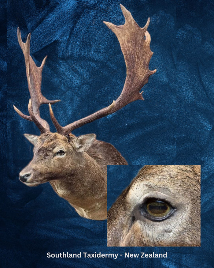 Lifelike glass eyes