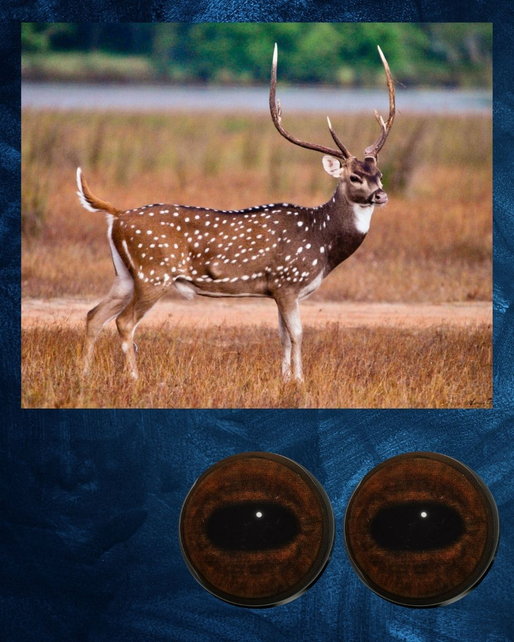 Chital Deer Eye - Oval Pupil with warm brown Iris (UMB)