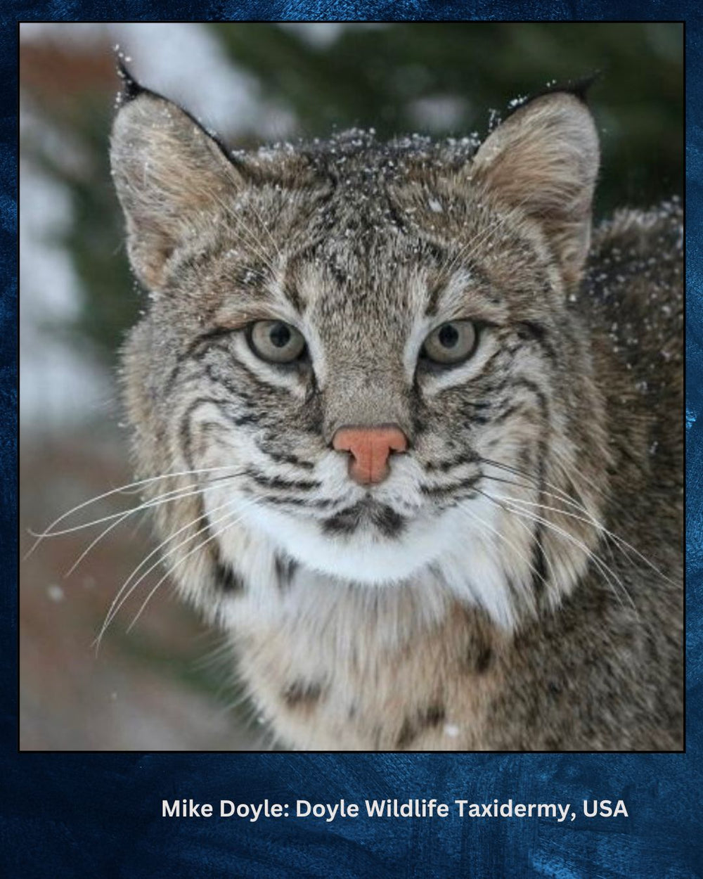 Lifelike glass eyes