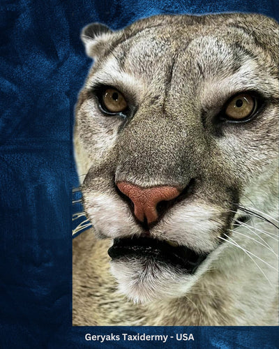 Lifelike glass eyes