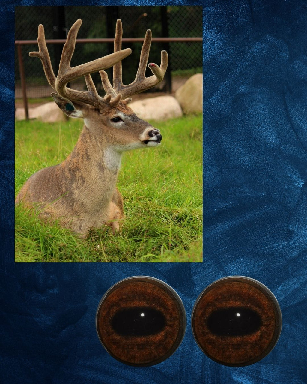 Whitetail Deer Eye - Oval Pupil with medium brown and black Iris (UMB)