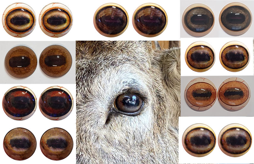 Lifelike glass eyes