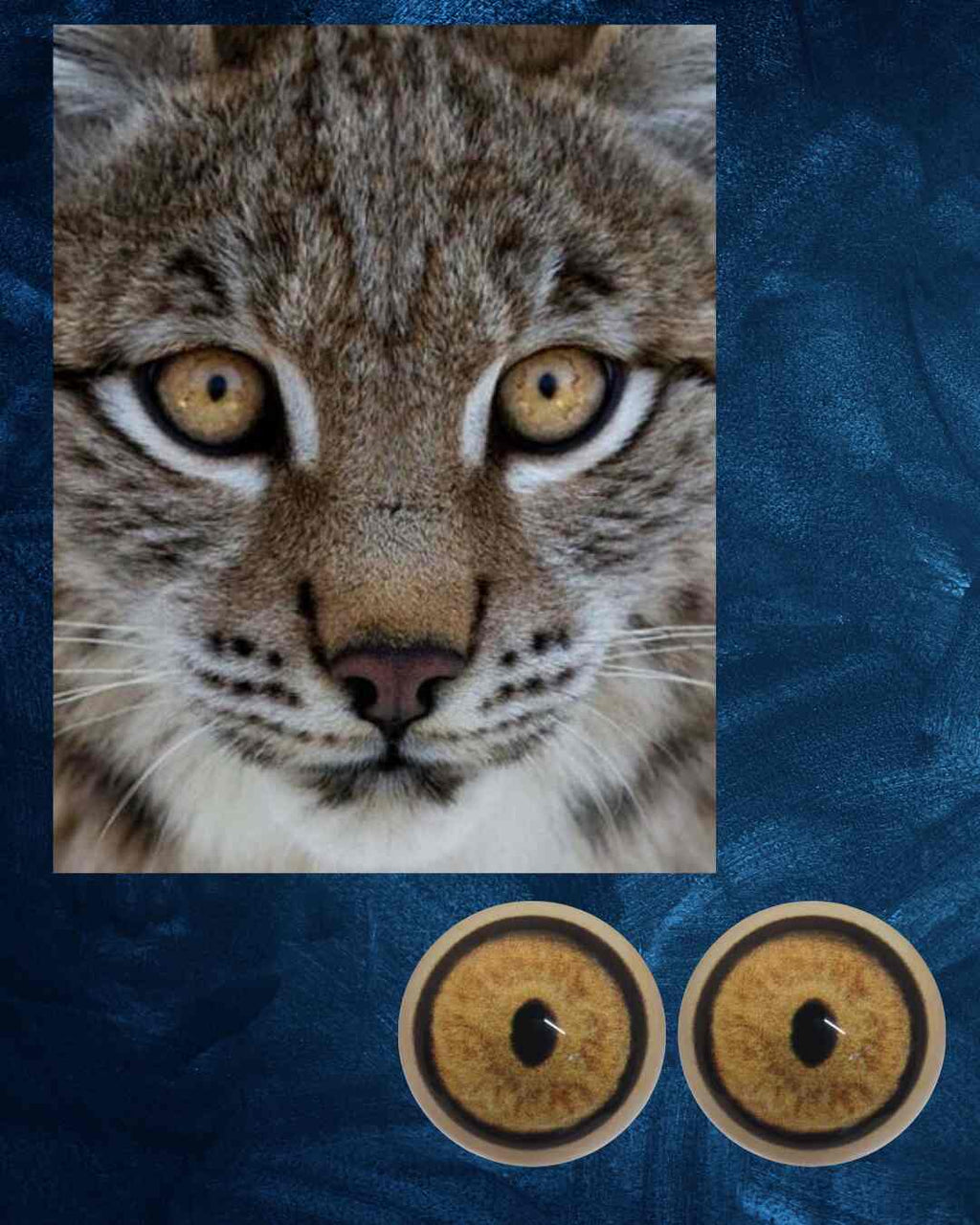 Bobcat Eye - Slit pupil with yellow iris and natural veins (BCR)