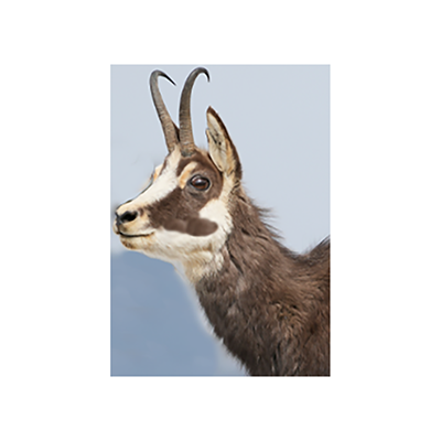 Chamois (CH)