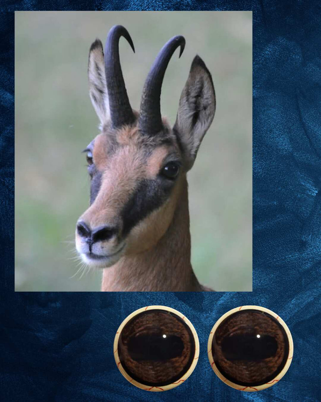 Chamois Eye - Oval Pupil with Dark Brown Iris with light brown mottlin