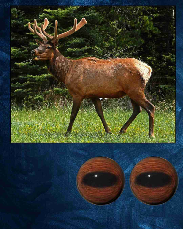 Elk Eyes - Oval Pupil with Warm Brown Iris and black circular veins (E