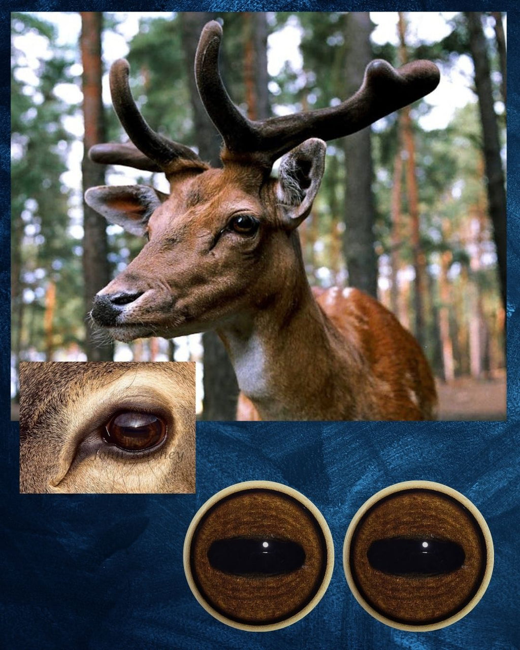 Deer Eye - Oval Pupil with brown Iris and darker oval contraction ring