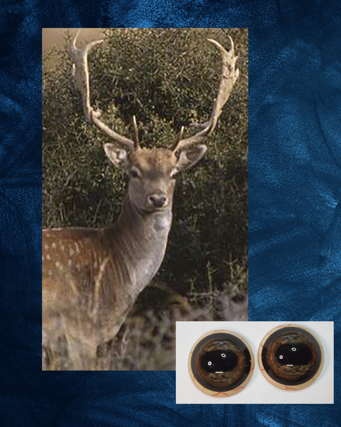 Lifelike glass eyes