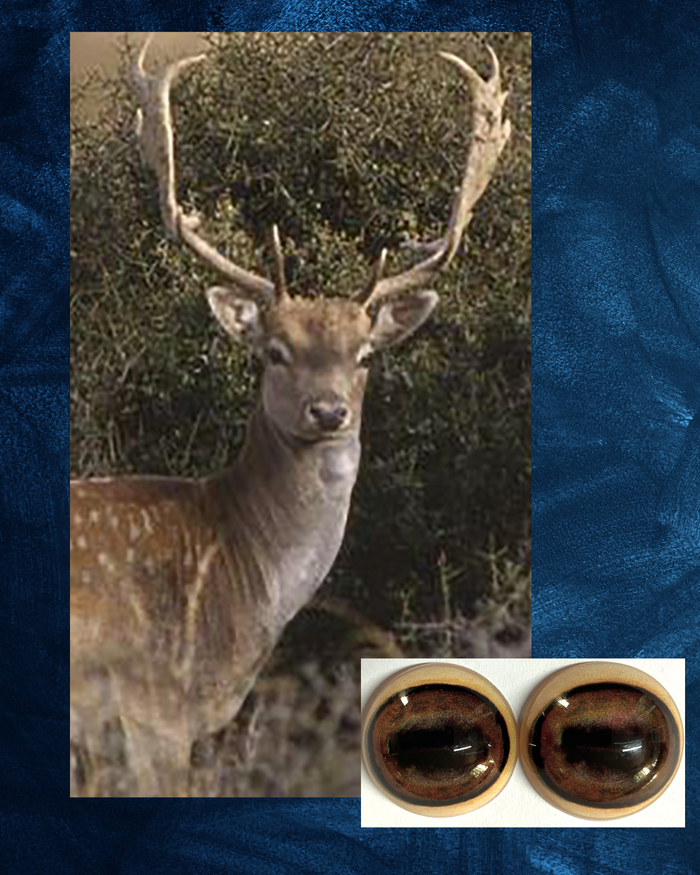 Lifelike glass eyes