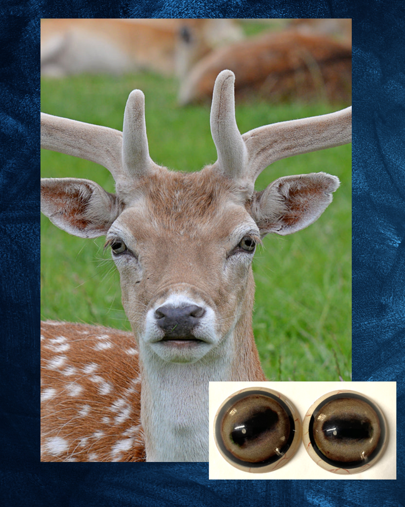 Lifelike glass eyes