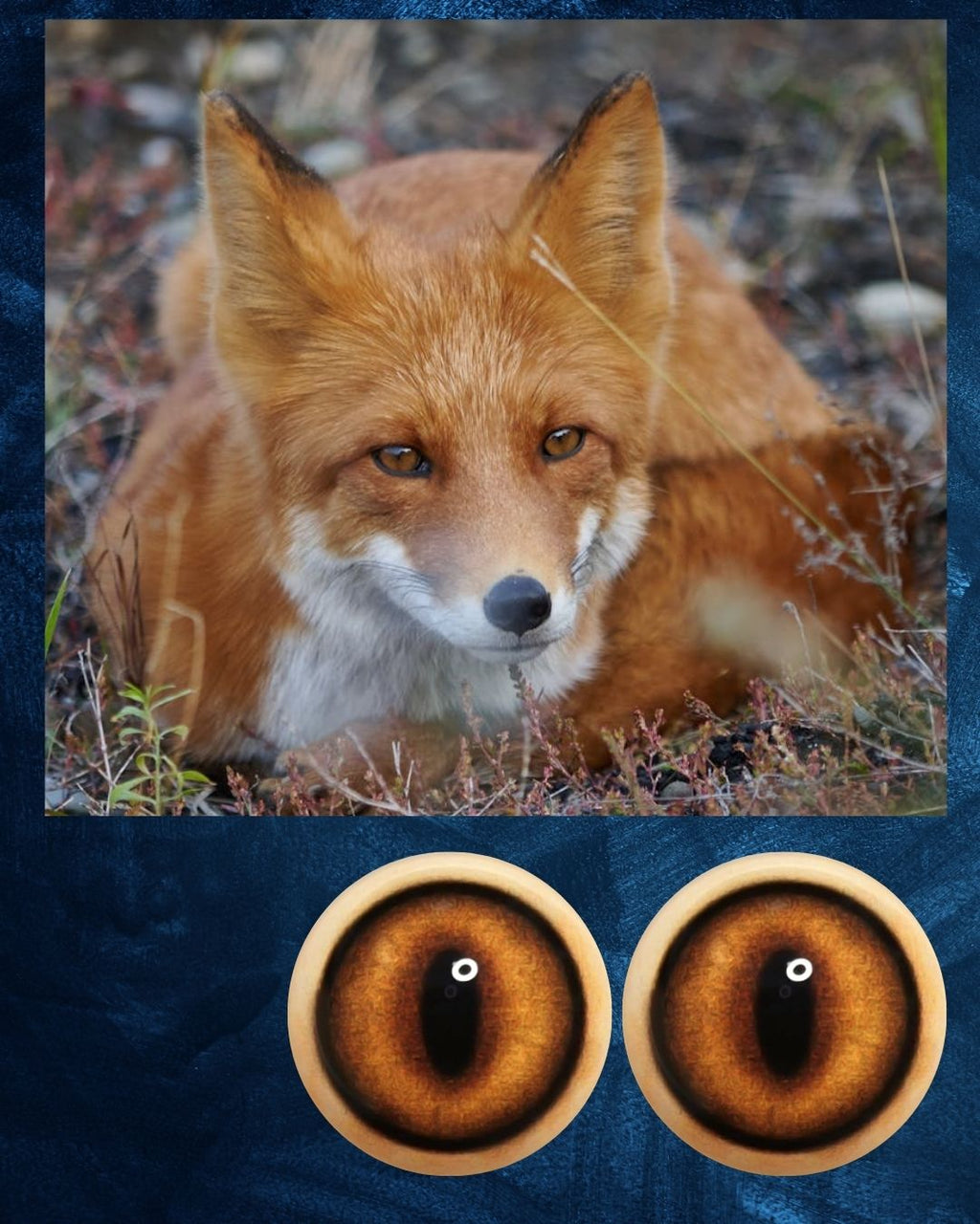 Fox Eye - Slit pupil with orange brown iris (RFoxB)