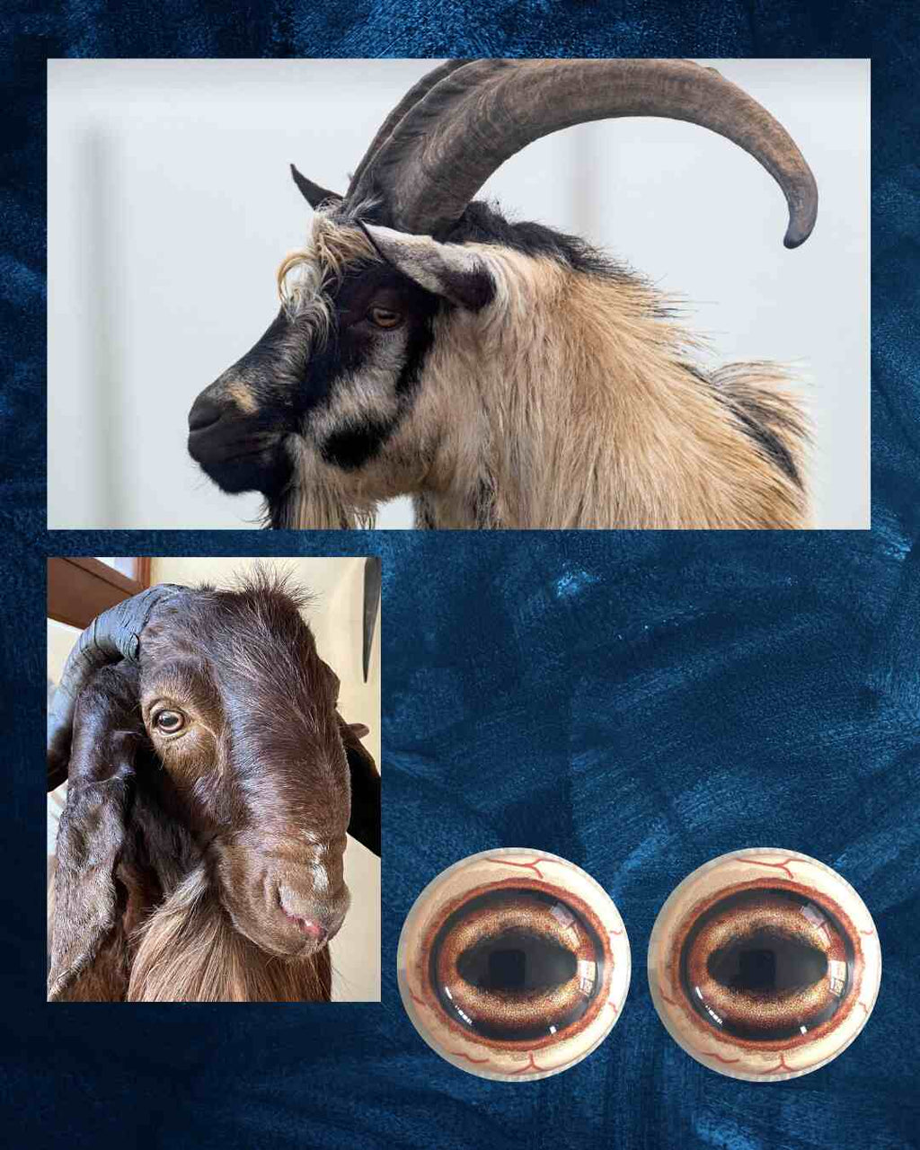 Goat - Oval Pupil, Light Creamy Iris with black outer iris ring (GD)