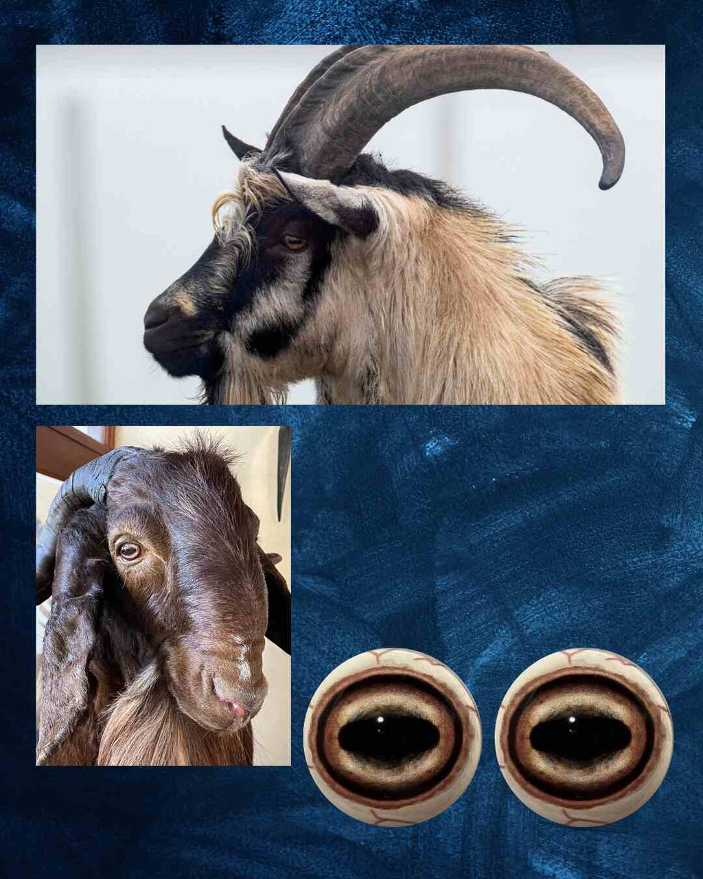 Goat - Oval Pupil, Light Creamy Iris with black outer iris ring (GD)