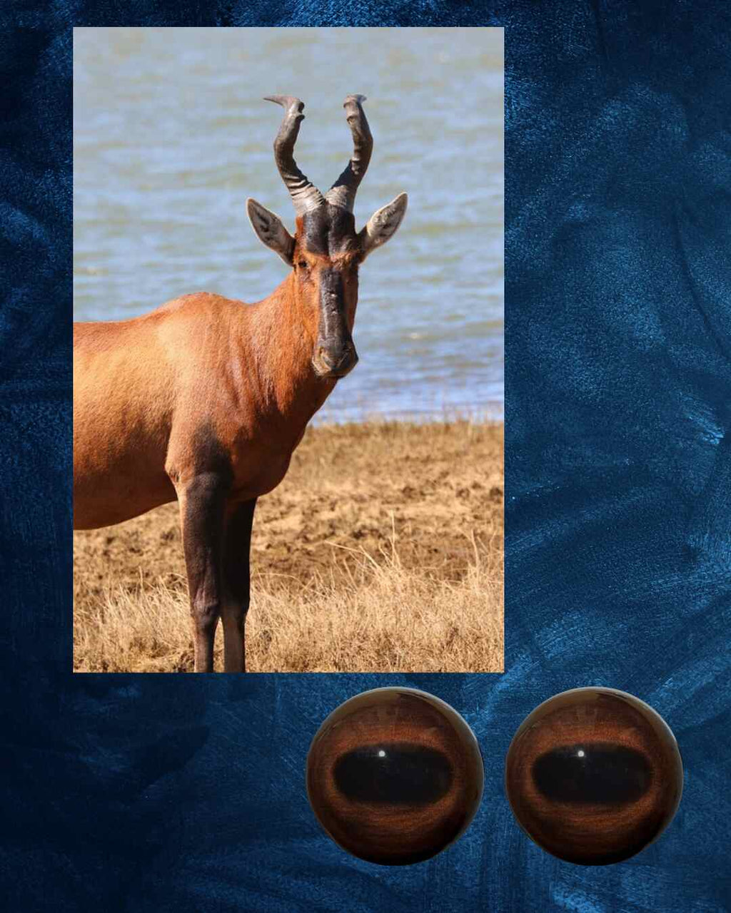 Hartebeest Eye - Oval Pupil with Redish Brown to Brown Iris (BWBR)