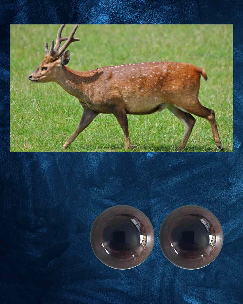 Hog Deer Eye- Oval Pupil with chocolate brown Iris and light brown mot
