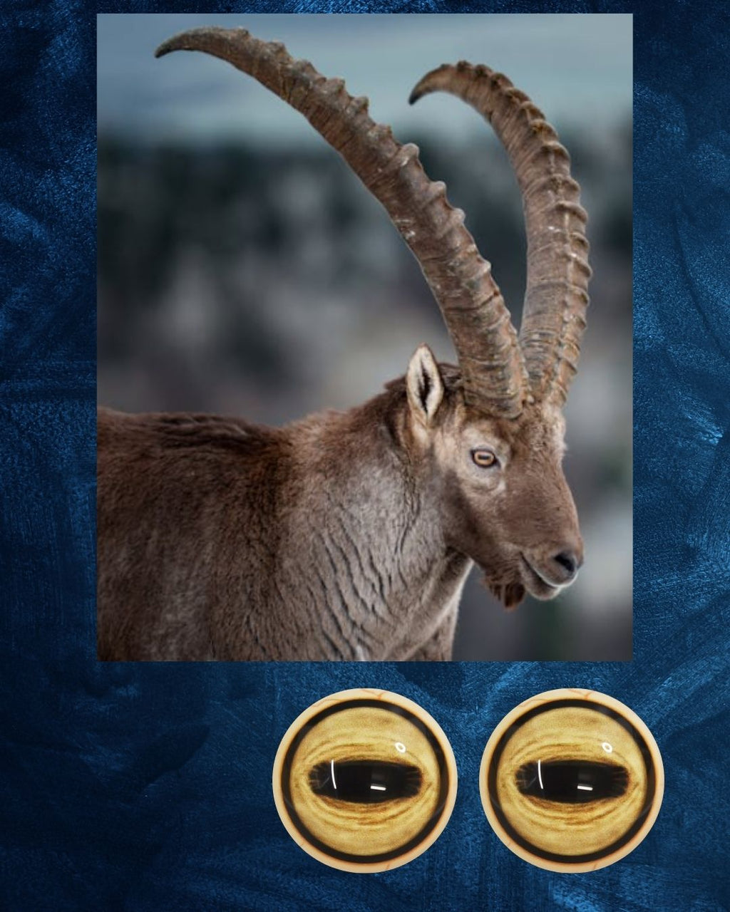 Ibex Eye - Oval Pupil with yellow Iris (MFL)