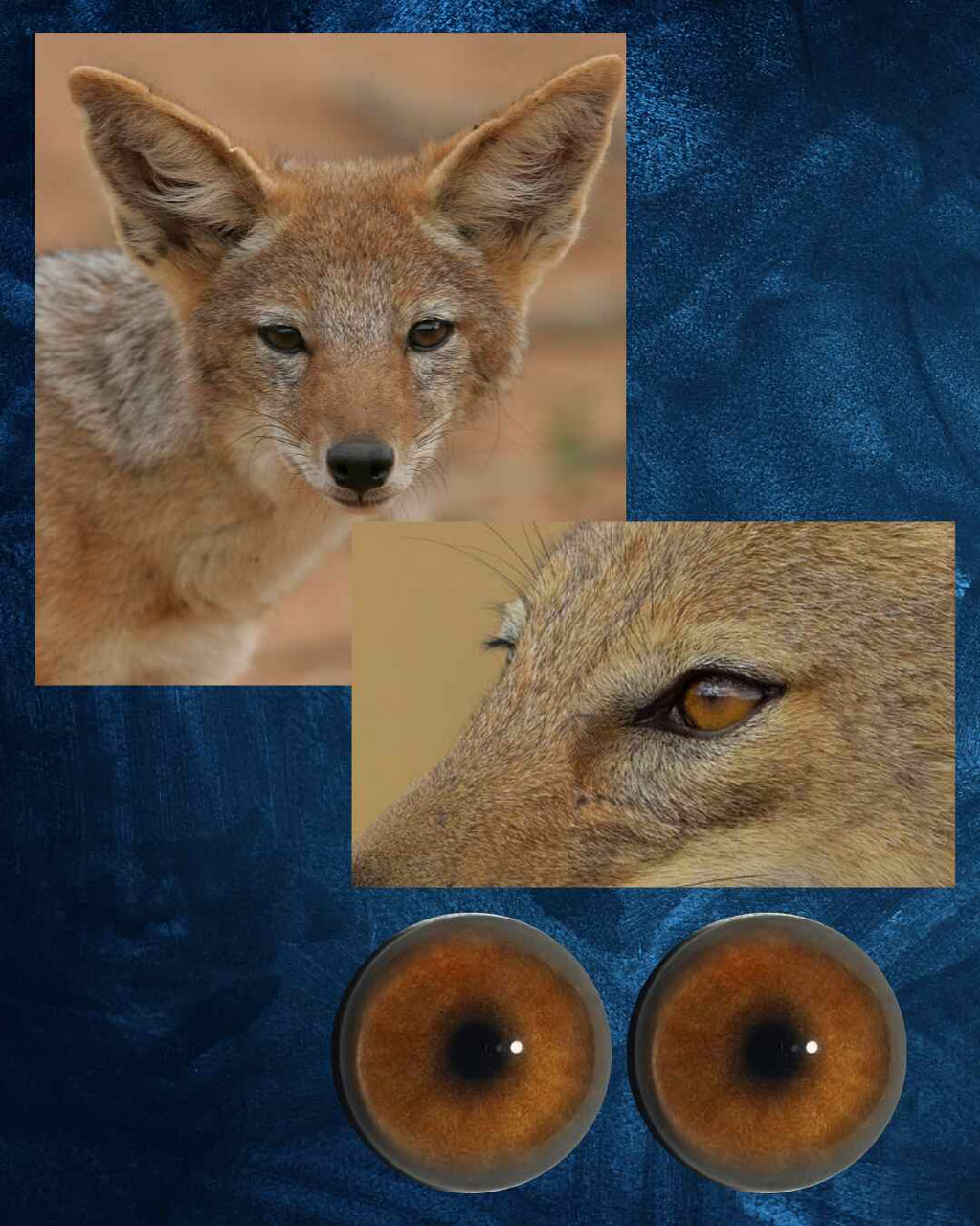 Jackal Eye - Round pupil with orange brown Iris and black outer ring