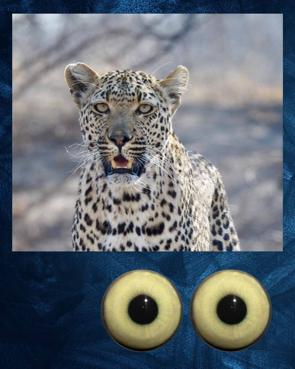 Leopard Eye - Large round pupil with yellow green Irus and black outer