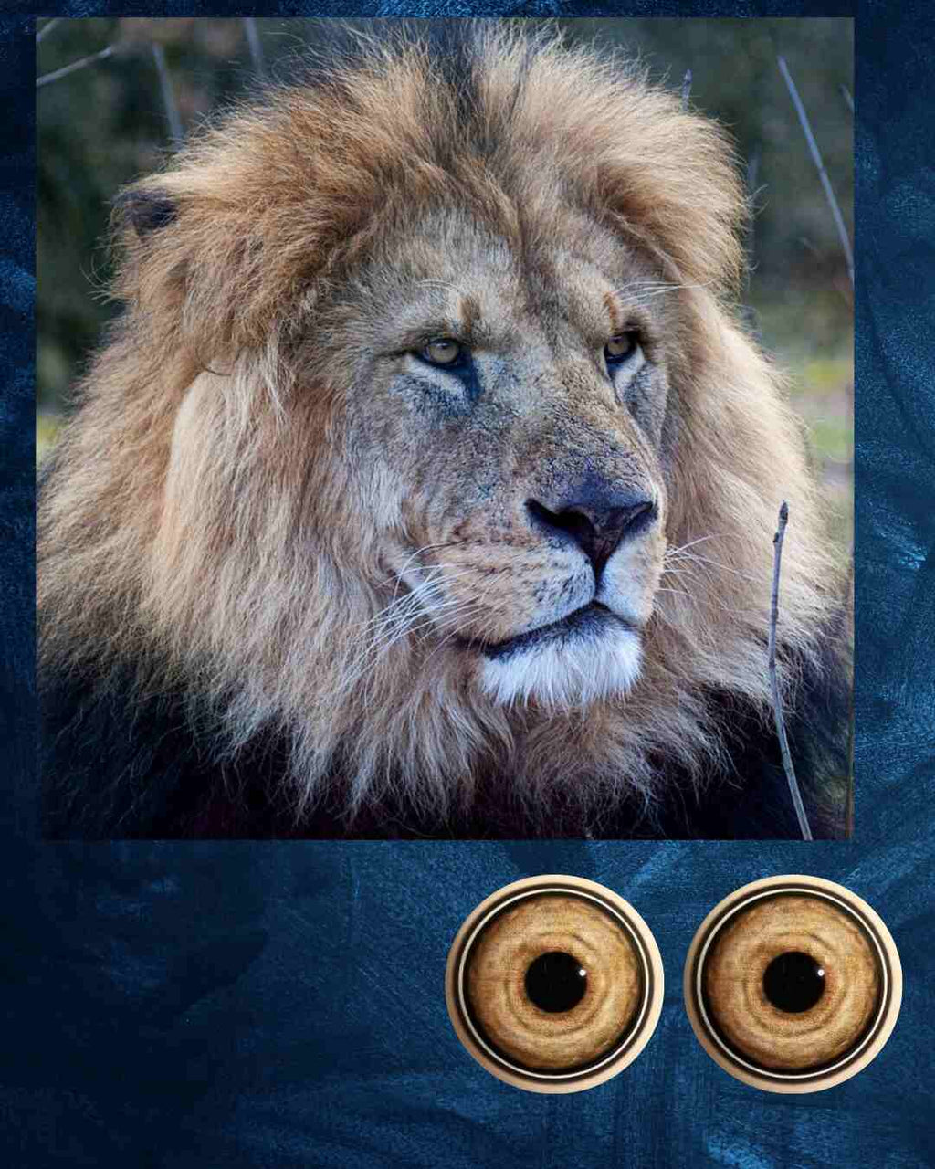 Lion Eye - Large pupil with yellow brown Iris and white, black and bro
