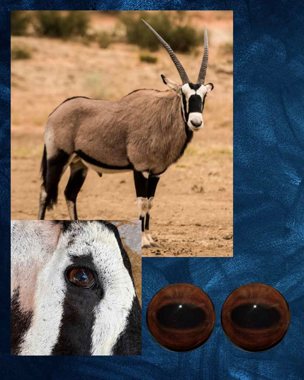 Oryx Eye - Oval Pupil with medium Brown Iris and dark outer ring (MidB