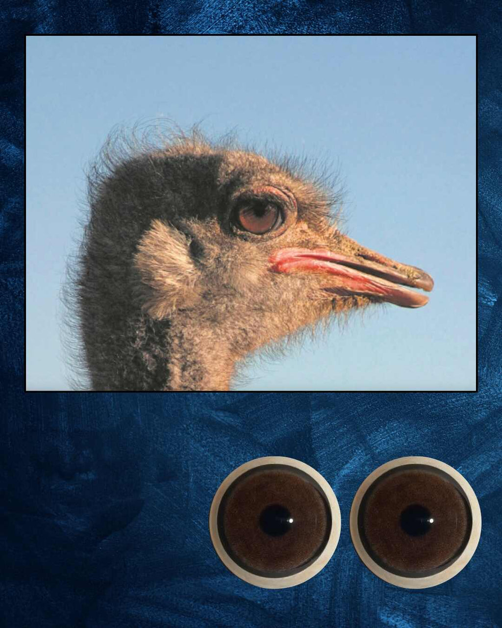 Ostridge Eye - Round pupil with brown iris (OSTDB)