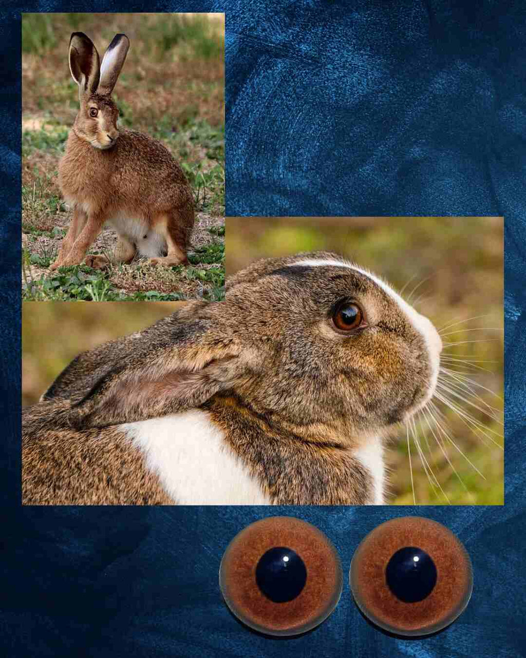 Rabit - Hare eye with slightly oval pupil and light brown iris (Rab)