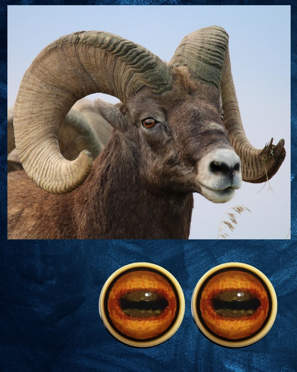 Big Horn Sheep Eye - Oval Pupil with orange red Iris (SHD)