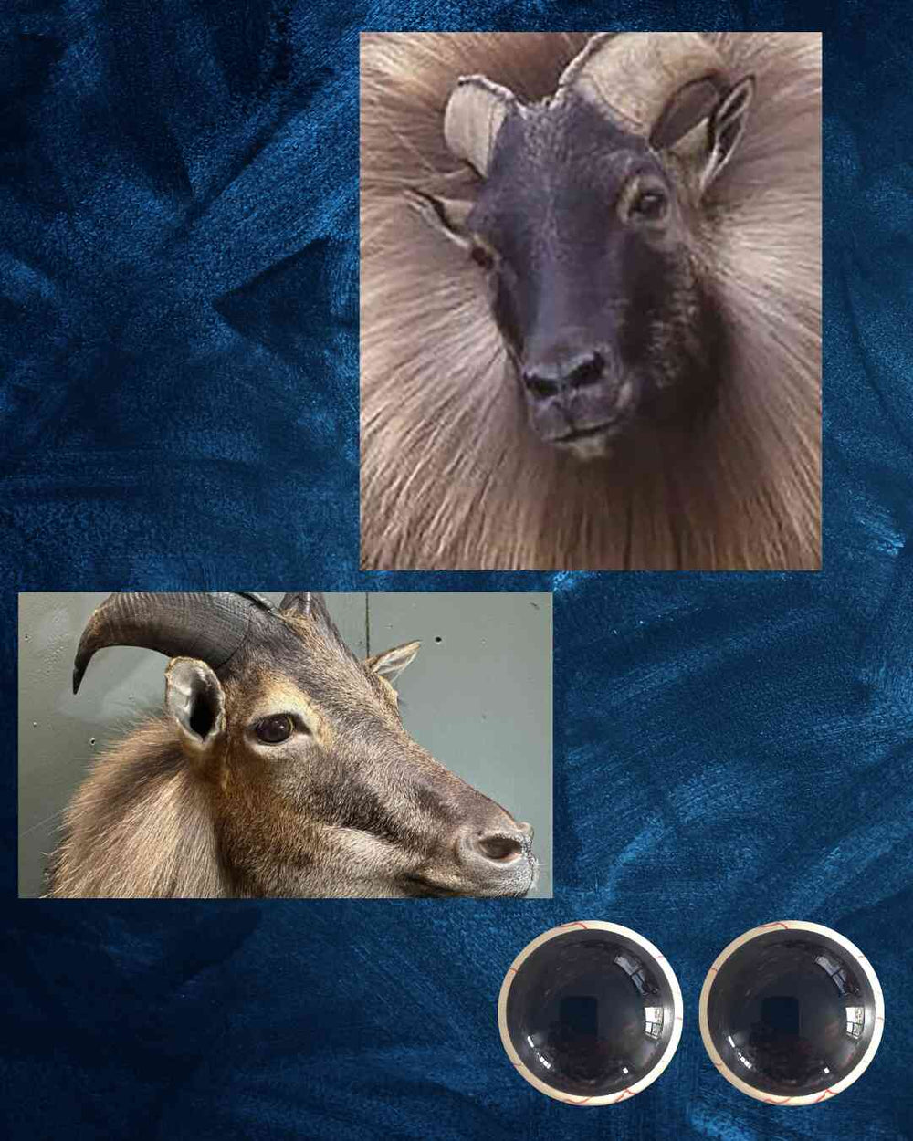 Lifelike glass eyes
