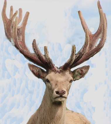 White Red Deer (WRD)