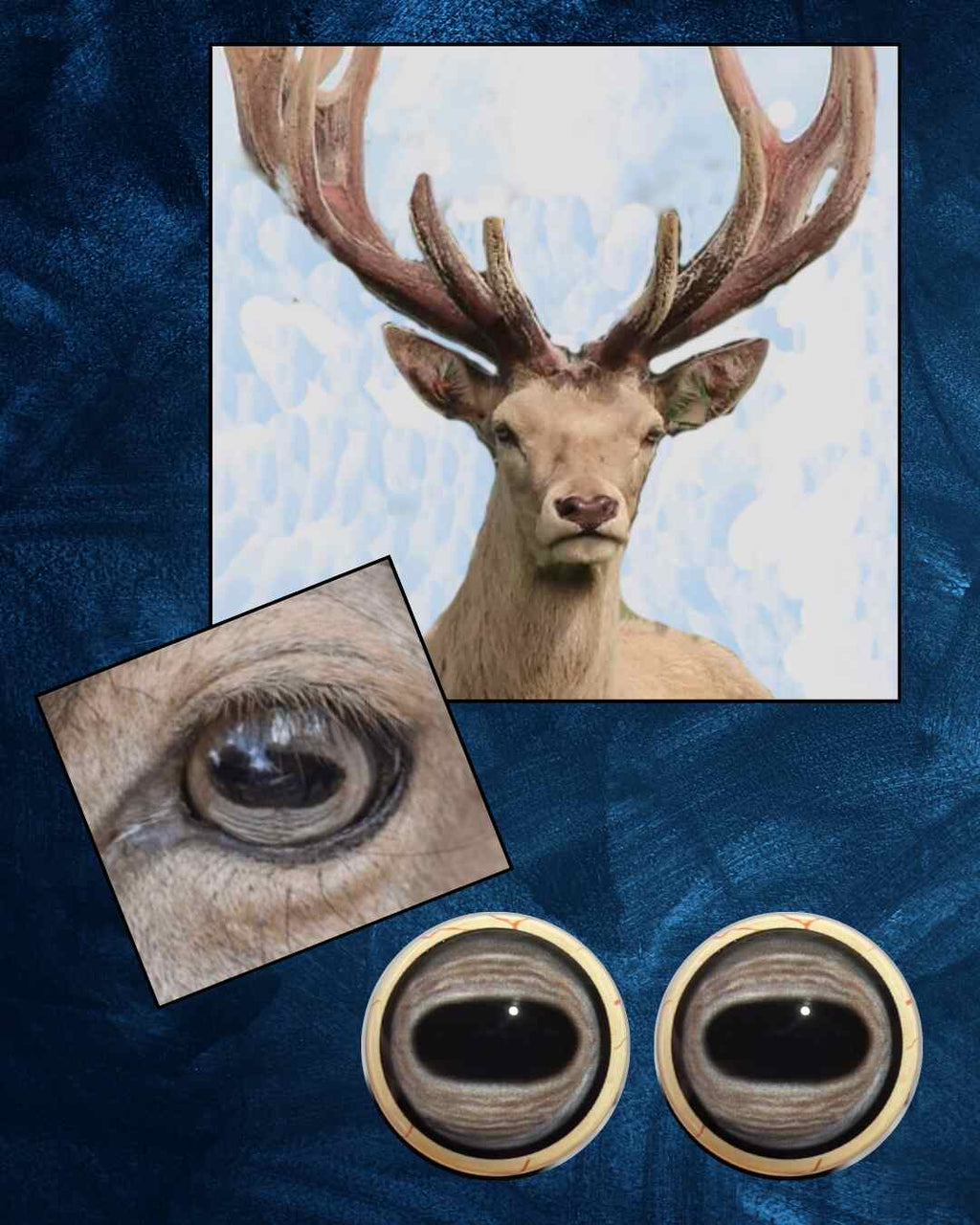 White Red Deer - Oval pupil with blueish grey Iris and light brown con