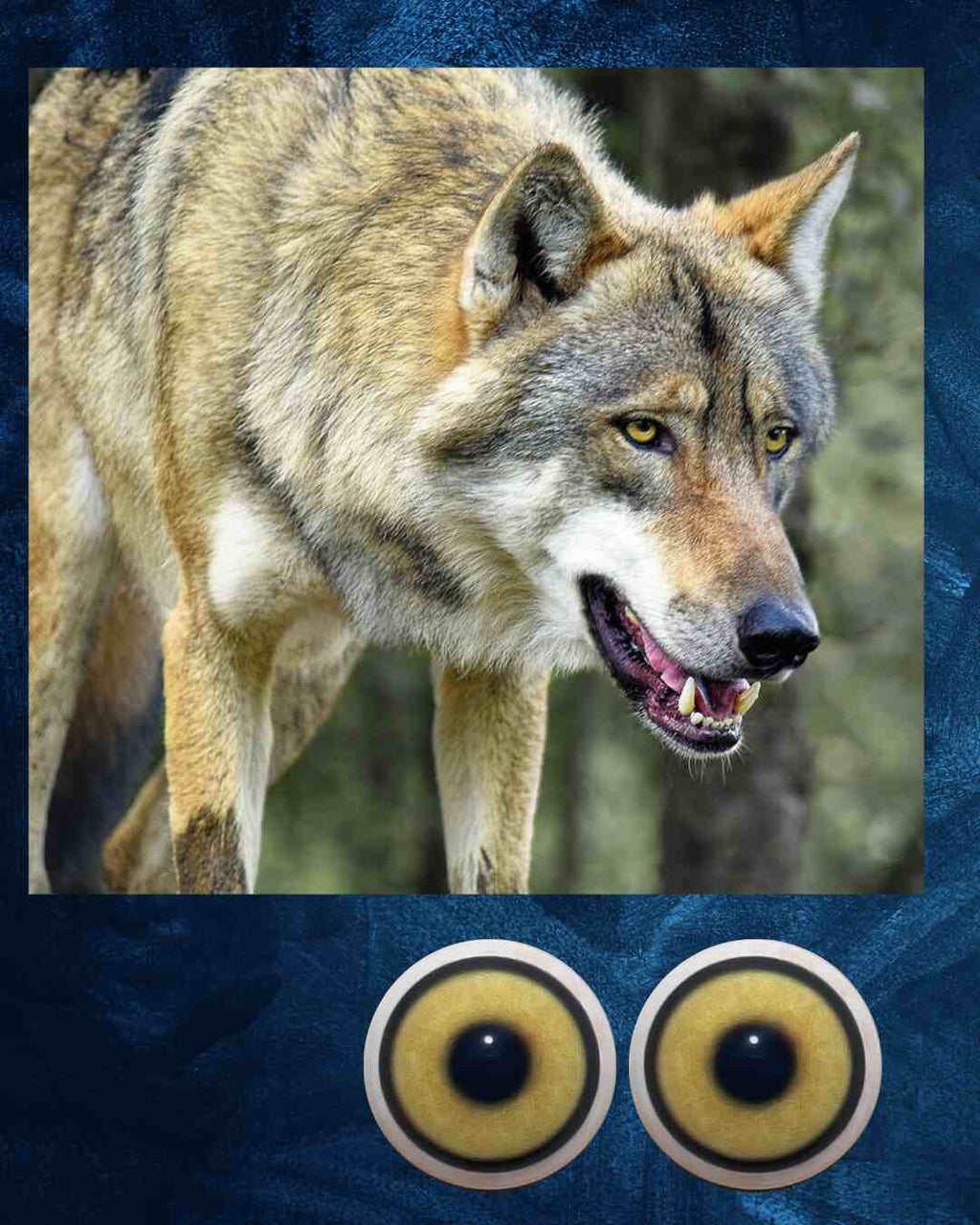 Wolf- Coyote Eye - Round pupil with yellow Iris (WOLFE)