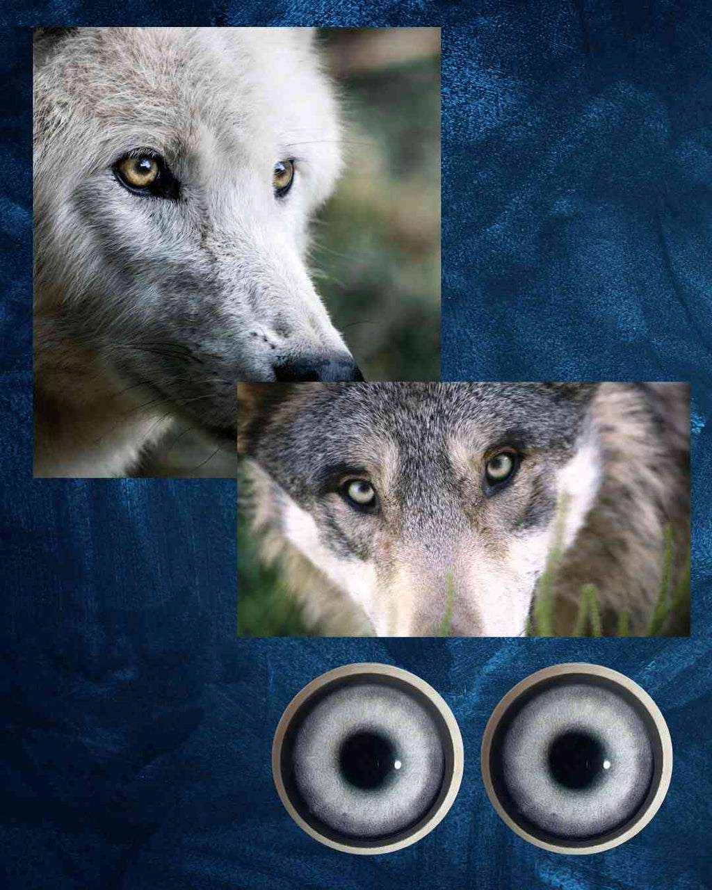 Wolf- Coyote Eye - Round pupil with grey white Iris (WOLW)