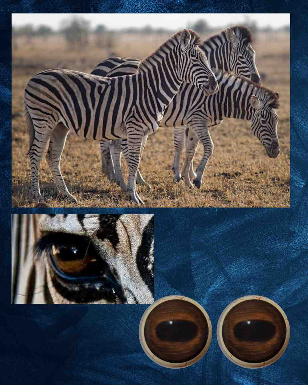 Zebra Eye - Oval pupil with light brown and dark brown iris (ZEB)