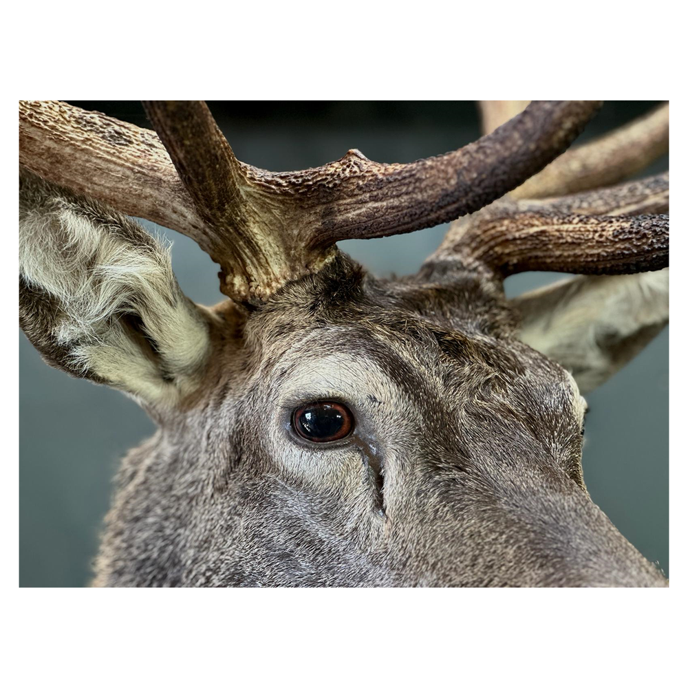 Lifelike glass eyes