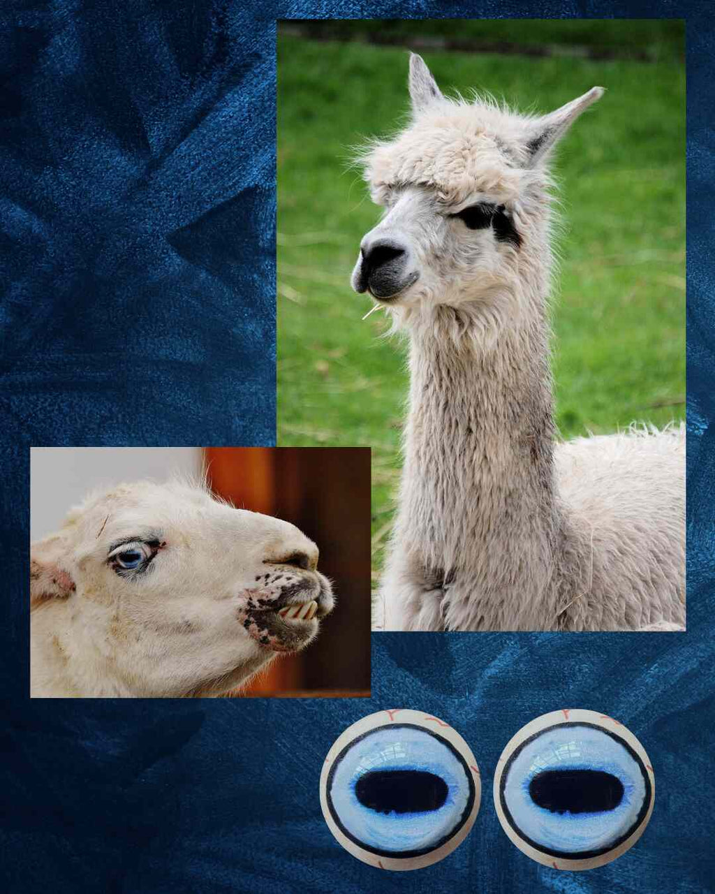 Lama Eye- Oval pupil with light blue iris (WRD)