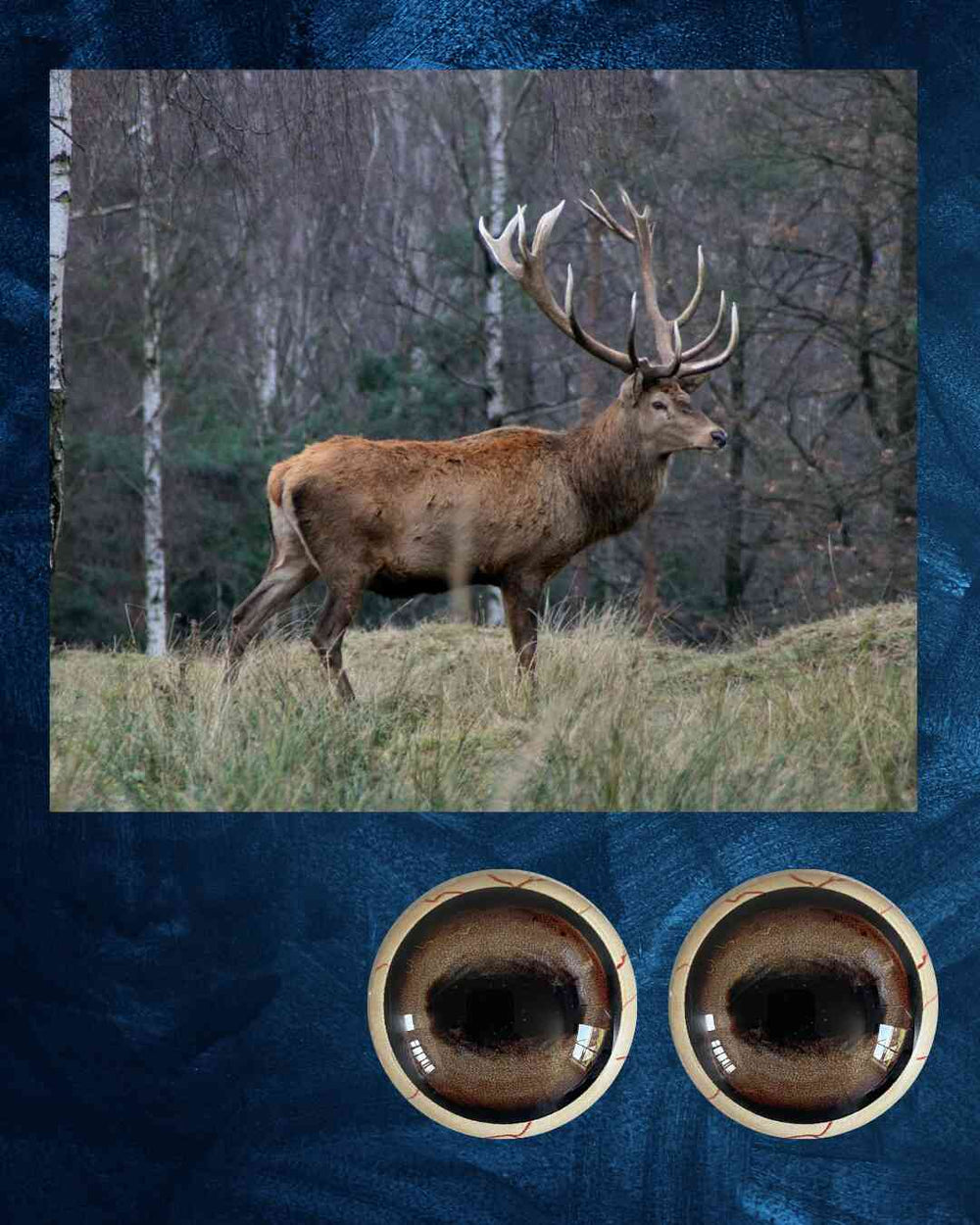 Lifelike glass eyes