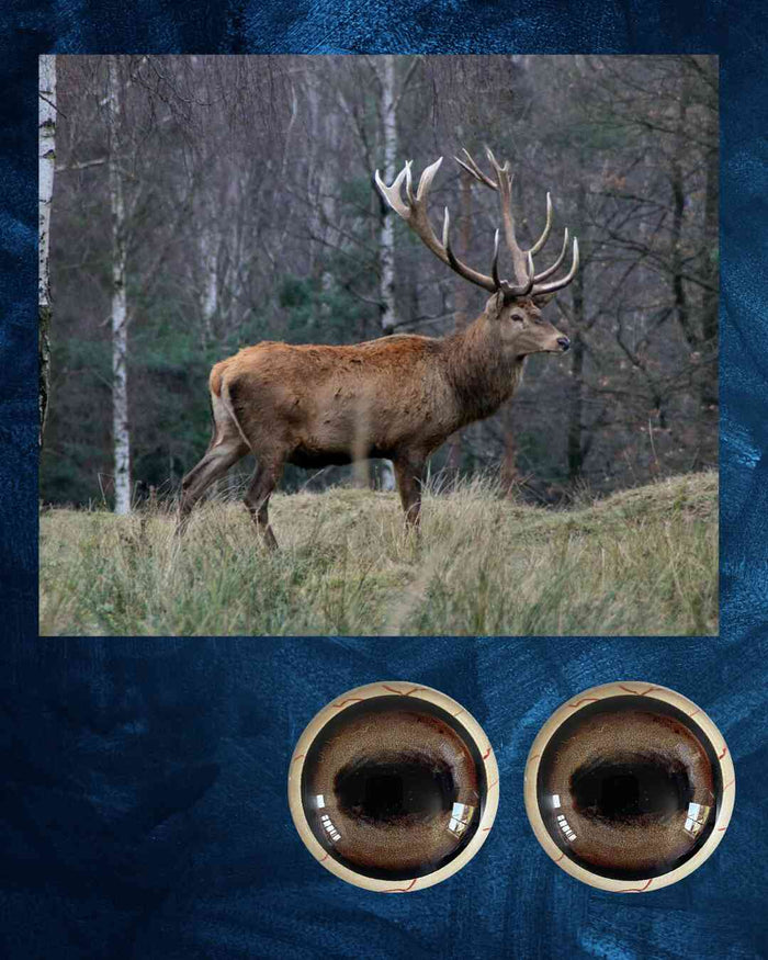 Red Deer Eye - Oval Pupil with creamy light brown Iris (FDE)