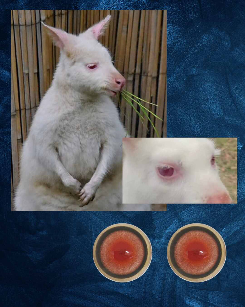 Elbino Wallaby Eye - Round pupil with reddish pink iris (Wal-El)